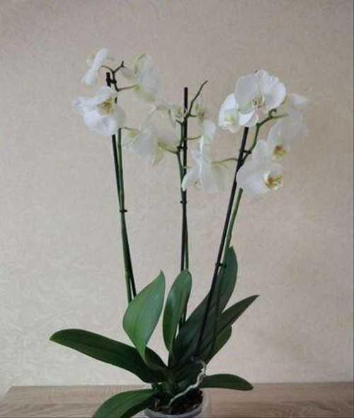 Орхидея белая Нидерланды