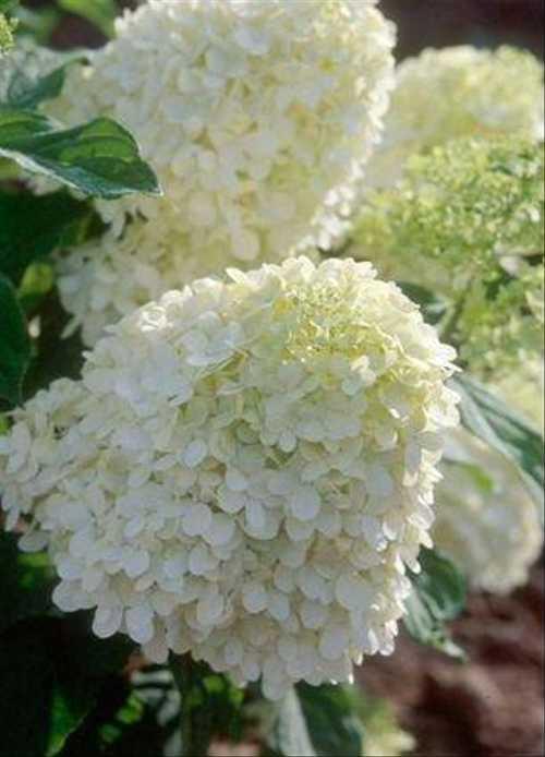 Гортензия мет Summer Snow, Dentelle de Gorron