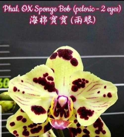 Орхидея фаленопсис бабочка "Spong Bob"