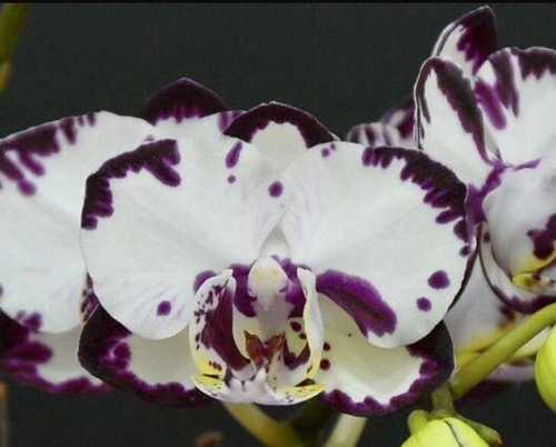 Орхидея фаленопсис подростки