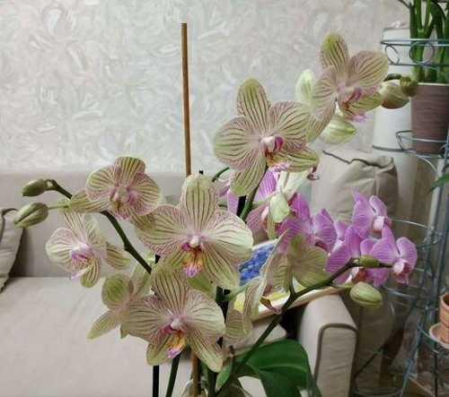 Орхидея фаленопсис Torino