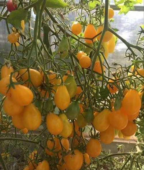Семена томатов из личной коллекции