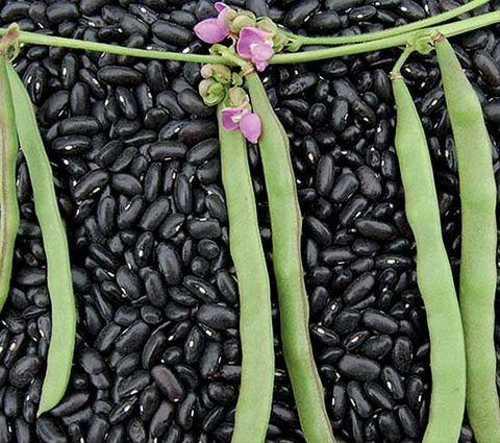 Семена фасоли черной кустовой (20 шт)