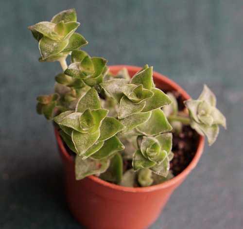 Суккулент Crassula perforata