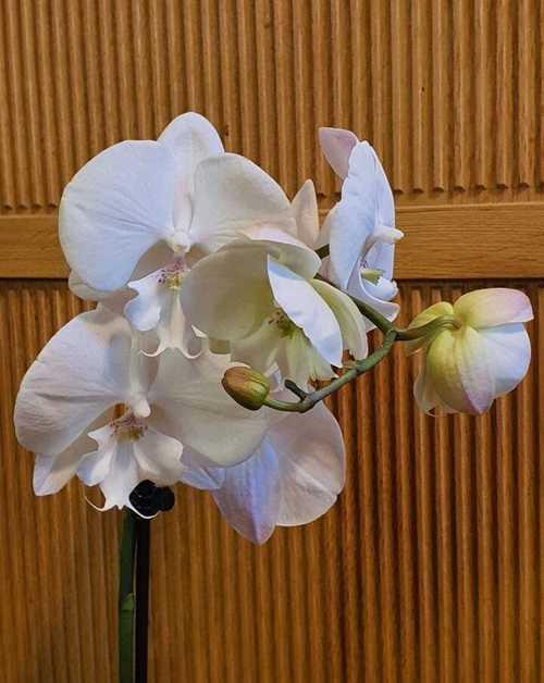 Орхидея фаленопсис Биг Лип, цветущая