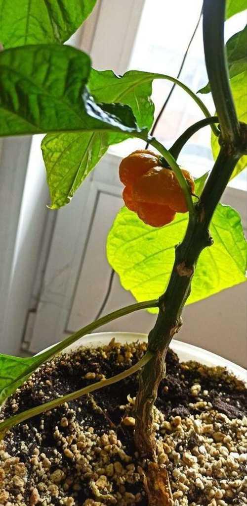 Сверхострый перец Trinidad Scorpion Yellow