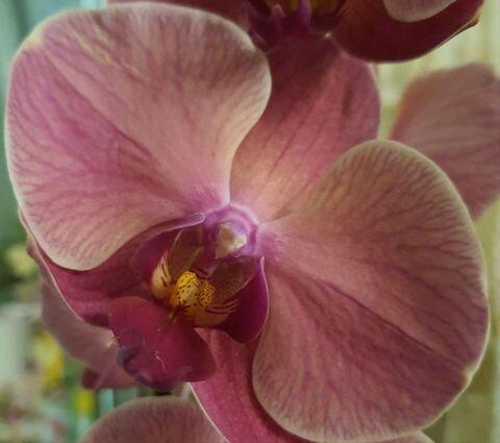 Орхидея фаленопсис Narbona