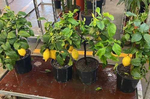 Лимонное дерево комнатное /растения цветы 78см
