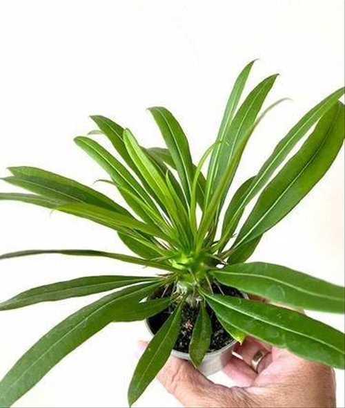 Комнатные растения: Мадагаскарская пальма 15см