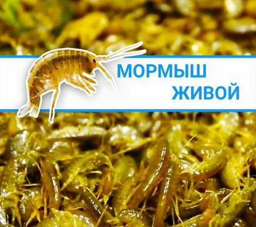 Мормыш (гаммарус) для рыбалки