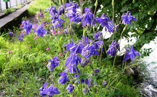 Аквилегия/ водосбор рассада