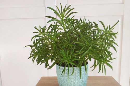 Пеперомия Феррейра (Peperomia ferreyrae)