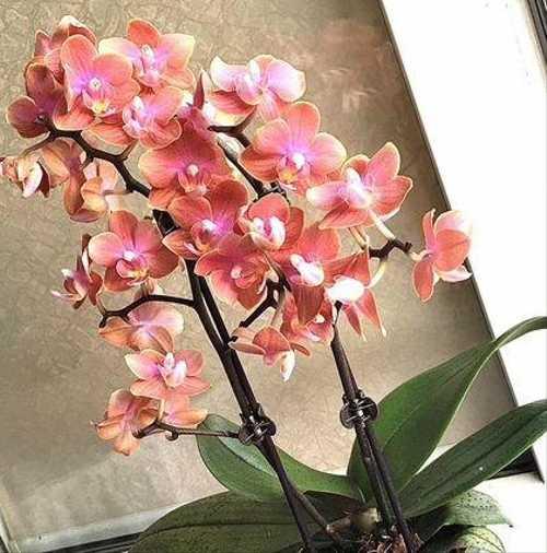 Орхидея фаленопсис парфюмерная фабрика