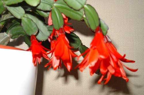 Декабрист (рипсалидопсис)