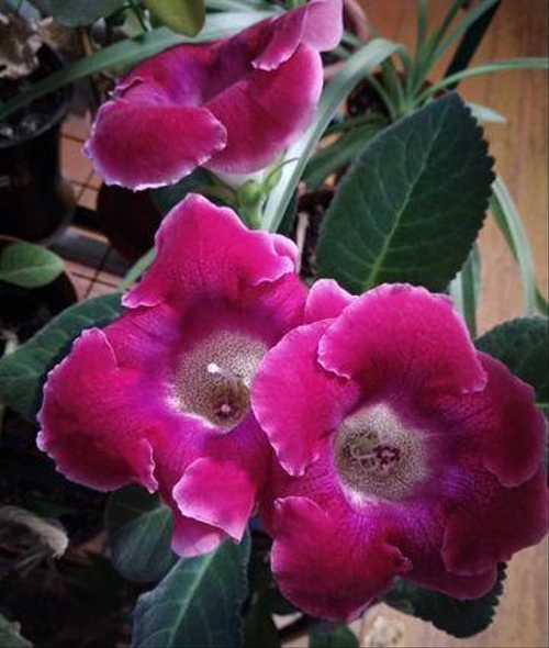 Глоксиния Аванти малиново-вишневая