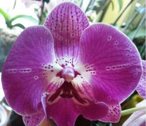 Орхидея фаленопсис Tying Shin New View