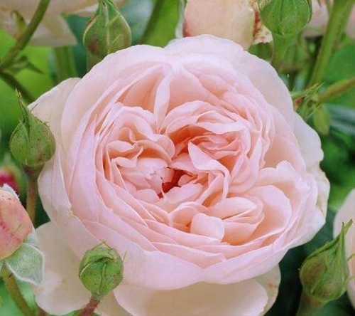 Продаём саженцы розы английская Херитейдж