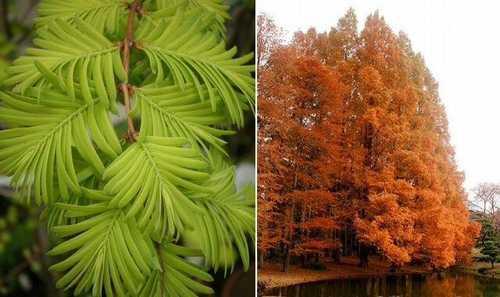 Метасеквойя, Metasequoia glyptostroboides, саженцы