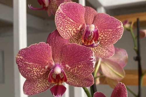 Орхидея фаленопсис Грезы Вероники