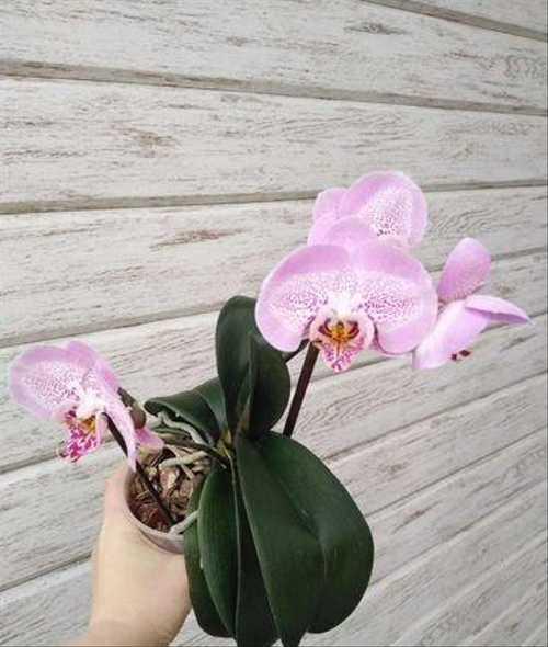 Орхидеи цветущие, алоказия, кротоны, папоротник ас