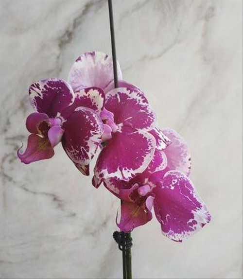 Орхидея фаленопсис Phoenix, с вариацией цветения