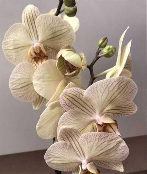 Орхидея Торино сортовая
