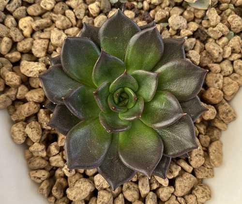 Суккулент Эхеверия Black Prince