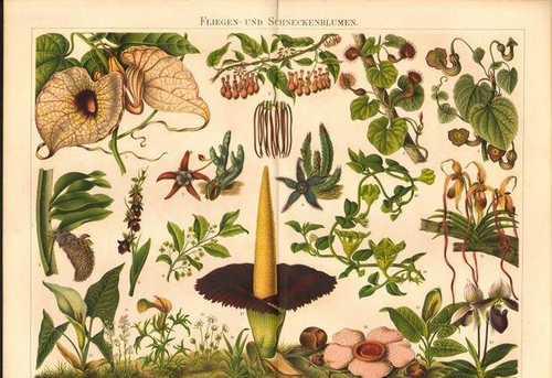 Литография. Цветы. Ботаника. 19 век. Германия