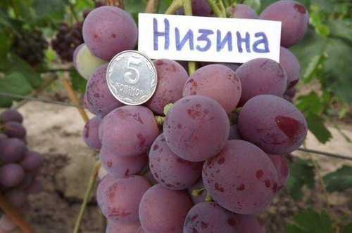 Саженцы столового винограда Низина (зкс)
