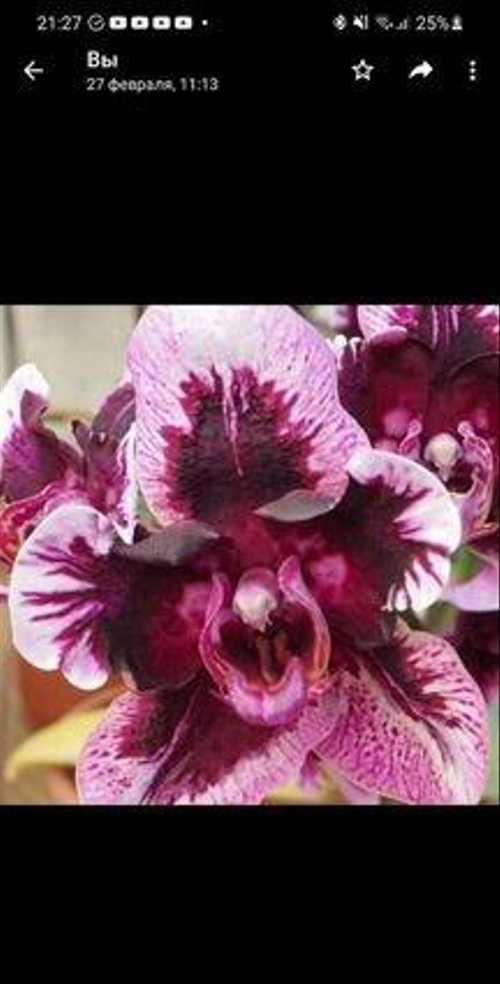 Орхидея фаленопсис сортовые Азия Бабочки
