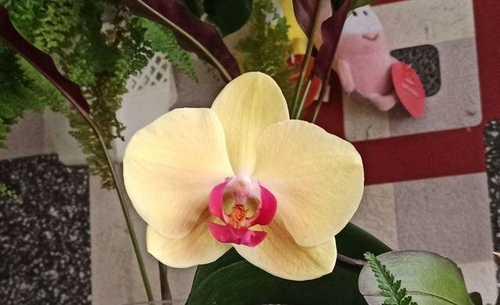 Орхидея фаленопсис, карликовый цимбидиум