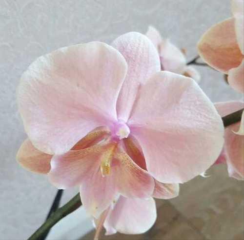 Орхидея фаленопсис биг лип Autumn Wind