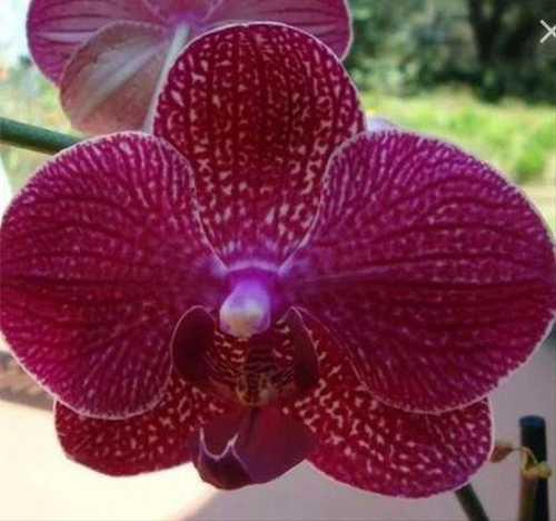 Орхидея фаленопсис Кимоно
