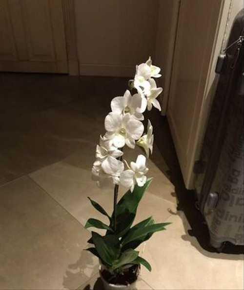 Орхидея санок, санук, в наличии, редкая