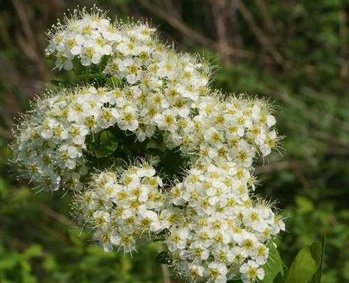 Спирея дубравколистная | Festima.Ru - Мониторинг объявлений