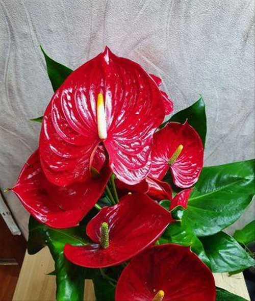 Антуриум Невада