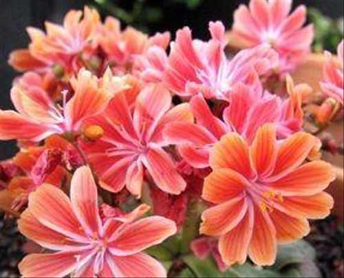 Левизия (Lewisia ) семена
