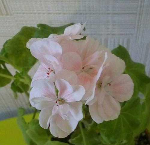 Пеларгония (герань) на цвету