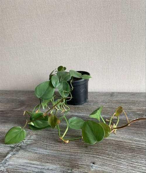 Philodendron scandens (Филодендрон Сканденс)