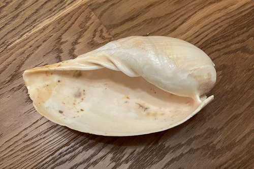 Ракушка раковина морская