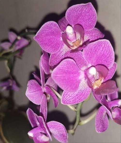 Орхидея сого вивьен