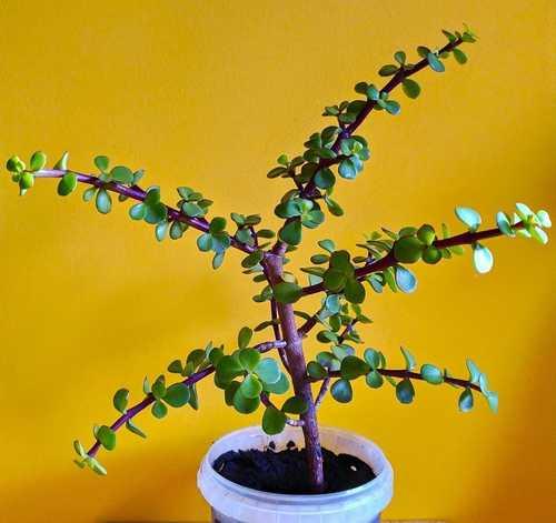 Портулакария - деревья для бонсай