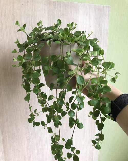 Пеперомия круглолистная (ротундифолия)