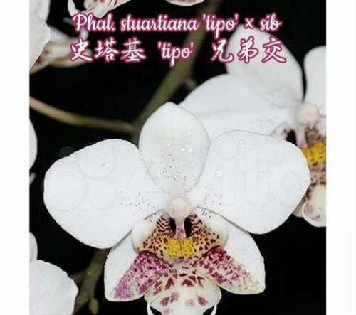Орхидея взрослая Phal. stuartiana 'tipo' x sib в н