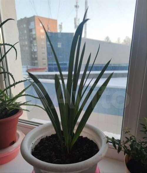 Финиковое комнатное растение
