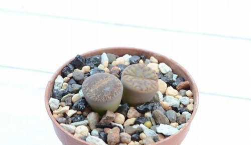 Lithops sp. (Литопс) (SCT28954)