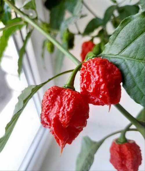 Carolina Reaper самый острый перец в мире