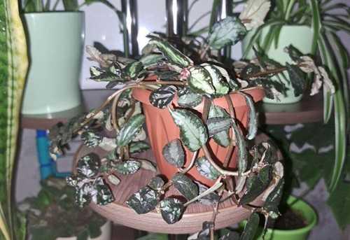 Комнатное растение "Пеллиония Даво"