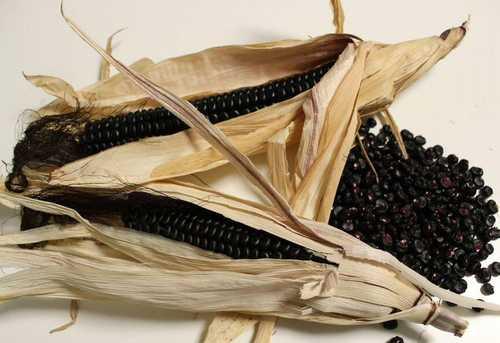 Семена черной кукурузы