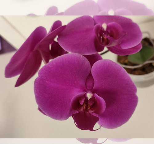 Орхидея фаленопсис